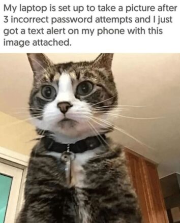 45 Funniest Cat Memes Of The Week Guaranteed To Make You Purr With ...