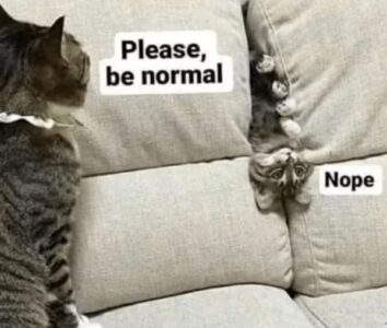 45 Funniest Cat Memes Of The Week Guaranteed To Make You Purr With ...