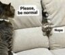 45 Funniest Cat Memes Of The Week Guaranteed To Make You Purr With ...