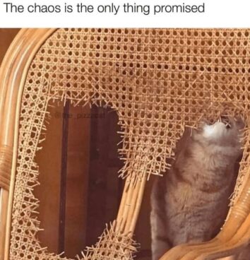 45 Funniest Cat Memes Of The Week Guaranteed To Make You Purr With ...