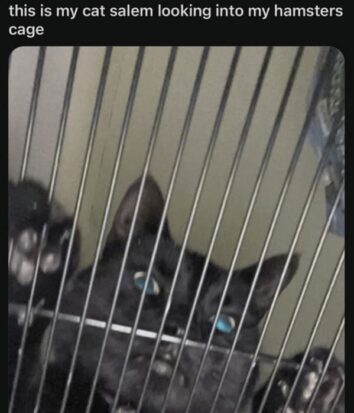 45 Funniest Cat Memes Of The Week Guaranteed To Make You Purr With ...