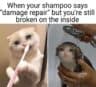 45 Funniest Cat Memes Of The Week Guaranteed To Make You Purr With ...