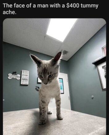 45 Funniest Cat Memes Of The Week Guaranteed To Make You Purr With ...