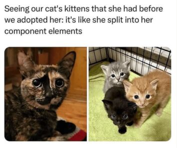 45 Funniest Cat Memes Of The Week Guaranteed To Make You Purr With ...