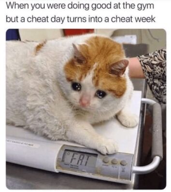 45 Funniest Cat Memes Of The Week Guaranteed To Make You Purr With ...