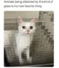 45 Funniest Cat Memes Of The Week Guaranteed To Make You Purr With ...