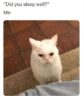 45 Funniest Cat Memes Of The Week Guaranteed To Make You Purr With ...