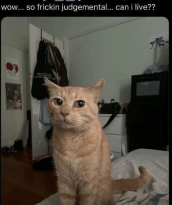 45 Funniest Cat Memes Of The Week Guaranteed To Make You Purr With ...