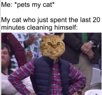 45 Funniest Cat Memes Of The Week Guaranteed To Make You Purr With ...