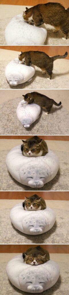 50 Caturday Cat Pictures To Elevate Your Weekend