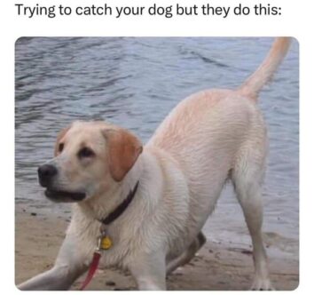 45 Hilarious Dog Memes To Kick Off Your Week With A Smile (April 22, 2024)