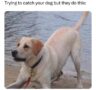 45 Hilarious Dog Memes To Kick Off Your Week With A Smile (April 22, 2024)