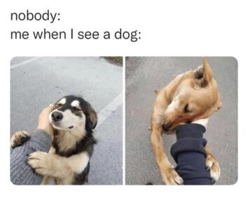 45 Hilarious Dog Memes To Kick Off Your Week With A Smile (April 22, 2024)