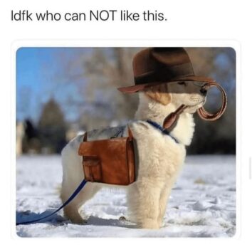 45 Hilarious Dog Memes To Kick Off Your Week With A Smile (April 22, 2024)