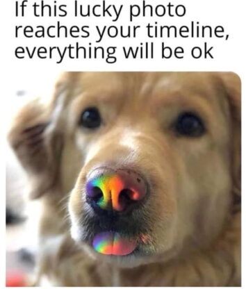 45 Hilarious Dog Memes To Kick Off Your Week With A Smile (April 22, 2024)