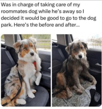 45 Hilarious Dog Memes To Kick Off Your Week With A Smile (April 22, 2024)