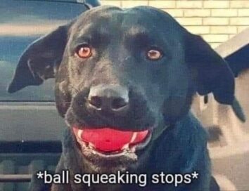 45 Hilarious Dog Memes To Kick Off Your Week With A Smile (April 22, 2024)