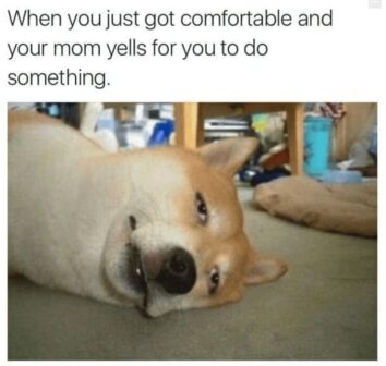 45 Hilarious Dog Memes To Kick Off Your Week With A Smile (April 22, 2024)