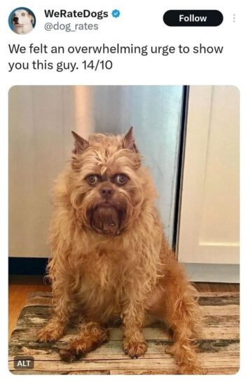 45 Hilarious Dog Memes To Kick Off Your Week With A Smile (April 22, 2024)