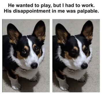 45 Hilarious Dog Memes To Kick Off Your Week With A Smile (April 22, 2024)