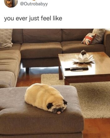 45 Hilarious Dog Memes To Kick Off Your Week With A Smile (April 22, 2024)