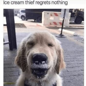 45 Hilarious Dog Memes To Kick Off Your Week With A Smile (April 22, 2024)
