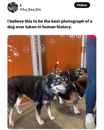 45 Hilarious Dog Memes To Kick Off Your Week With A Smile (April 22, 2024)