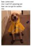 50 Funny Dog Memes To Unleash The Laughs This Week (April 8, 2024)
