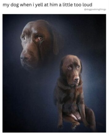 50 Funny Dog Memes To Unleash The Laughs This Week (April 8, 2024)