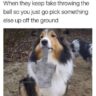 50 Funny Dog Memes To Unleash The Laughs This Week (April 8, 2024)