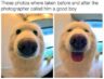 50 Funny Dog Memes To Unleash The Laughs This Week (April 8, 2024)