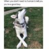 50 Funny Dog Memes To Unleash The Laughs This Week (April 8, 2024)