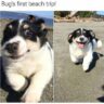 50 Funny Dog Memes To Unleash The Laughs This Week (April 8, 2024)