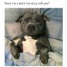 50 Funny Dog Memes To Unleash The Laughs This Week (April 8, 2024)