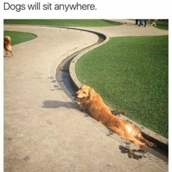 50 Funny Dog Memes To Unleash The Laughs This Week (April 8, 2024)