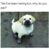 50 Funny Dog Memes To Unleash The Laughs This Week (April 8, 2024)