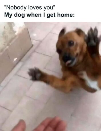 40 Funniest Animal Memes That'll Make Your Week Instantly Better (April ...