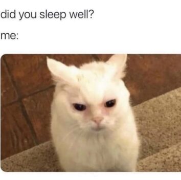 40 Funniest Animal Memes That'll Make Your Week Instantly Better (April ...