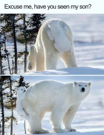 40 Funniest Animal Memes That'll Make Your Week Instantly Better (April ...