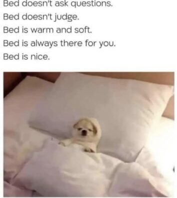 40 Funniest Animal Memes That'll Make Your Week Instantly Better (April ...