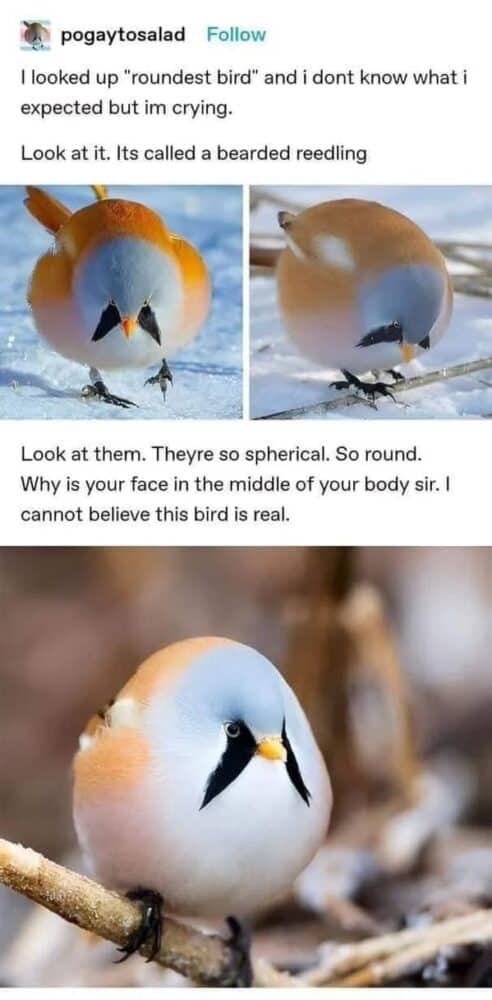 40 Funniest Animal Memes That'll Make Your Week Instantly Better (April ...