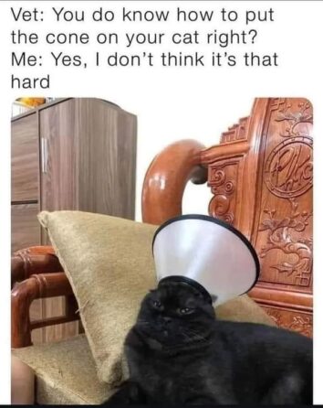 40 Funniest Animal Memes That'll Make Your Week Instantly Better (April ...