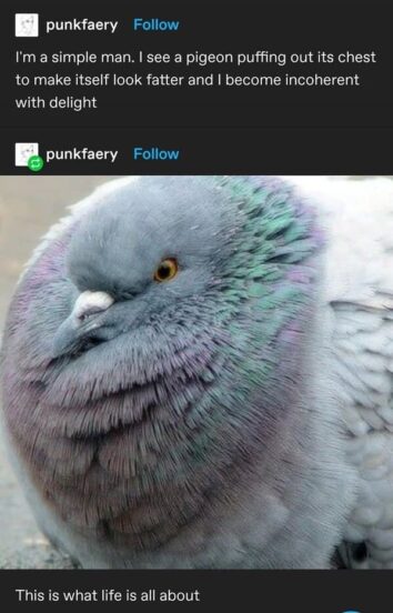 40 Funniest Animal Memes That'll Make Your Week Instantly Better (April ...