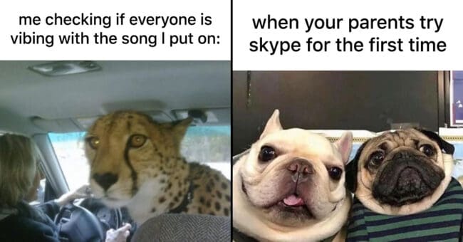 40 Funniest Animal Memes That'll Make Your Week Instantly Better (April ...