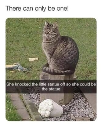 50 Midweek Cat Memes To Power Through The Week With A Smile (April 24 ...