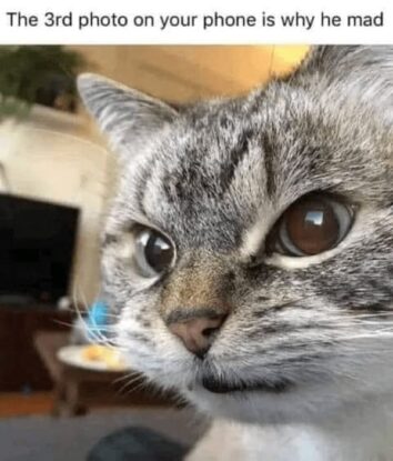 50 Midweek Cat Memes To Power Through The Week With A Smile (April 24 ...