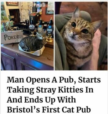 50 Midweek Cat Memes To Power Through The Week With A Smile (April 24 ...