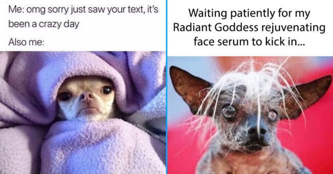 45 Hilarious Dog Memes To Make Your Tail Wag This Week (April 29, 2024)