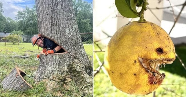 35+ Funny And/Or Random Pictures To Spice Up Your Afternoon Scroll ...