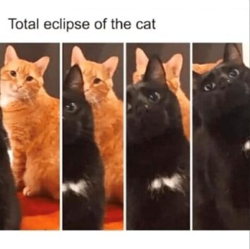 40 Funniest Solar Eclipse Tweets To Brighten Your Day While The Sun ...